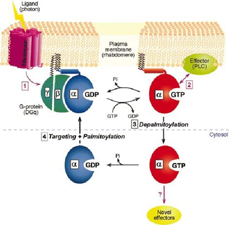 Putative Model Of The Light Dependent Translocation Cycle Of Dgq A In