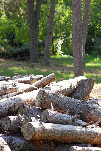 나무와 나무 껍질의 트림된 기록 합니다 삼림 벌채와 환경 문제의 문제입니다 파인 로그 숲에 누워 0명에 대한 스톡 사진 및 기타 이미지 Istock