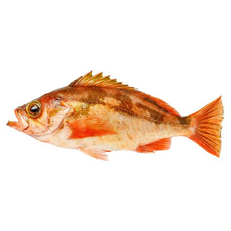 ウスメバル メバル 目張の特徴生態旬料理を徹底解説 とともん