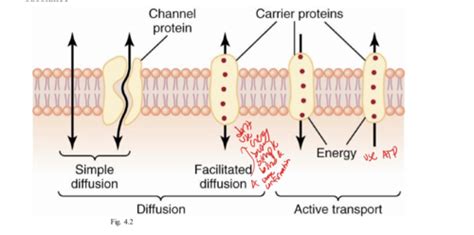 Phys Lecture 1 Cellular And General Phys Flashcards Quizlet