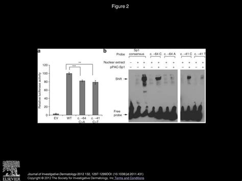 Identification Of Rare Disease Associated Variants In The Promoter