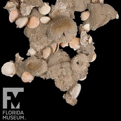 Florida This Community Of Bottom Dwelling Organisms Was Rapidly