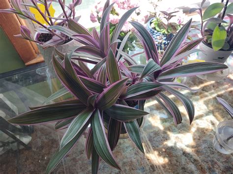 Propagating Moses In A Cradle Rhouseplants