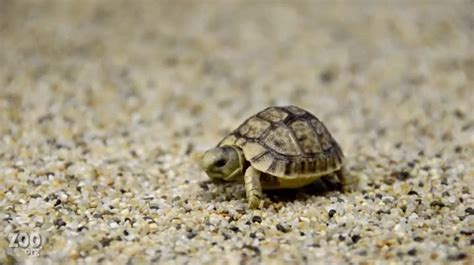 The Egyptian Turtle Is The Second Smallest Species Of Tortoise