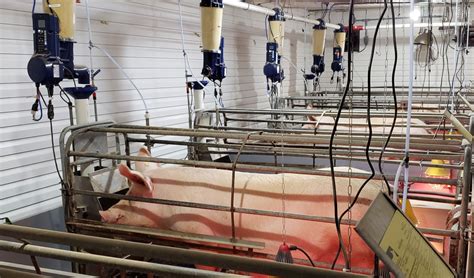 Farrowing Feeding For Sow Production What To Consider Jyga Technologies