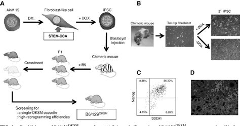 Figure 1 From Purging Exhausted Virus Specific Cd8 T Cell Phenotypes By Somatic Cell