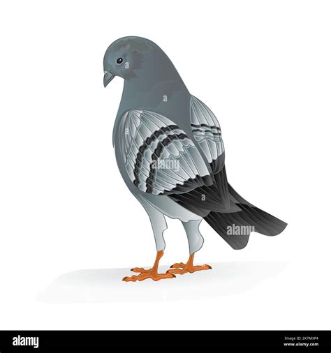 Bird Carrier Pigeon Domestic Sports Bird Vector Illustration Stock