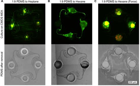 Pdms Microstructure Adhesion On The Cmos Mea Surface Depending On