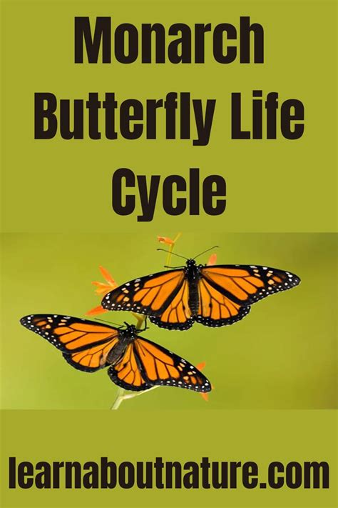 Monarch Butterfly Life Cycle