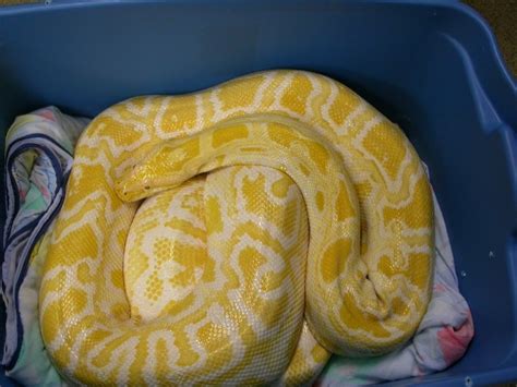 Python Burmese Lutino Or Amelanistic Morph Burmese Python
