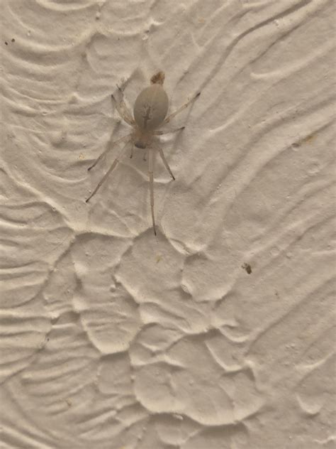 Black Footed Yellow Sac Friend Right Rspiders