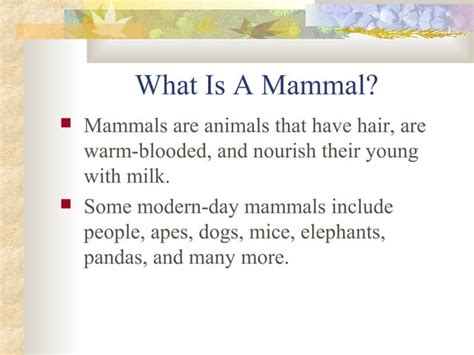 Mammals Presentation Ppt