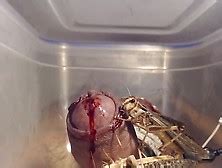 Cricket Tube Search Videos