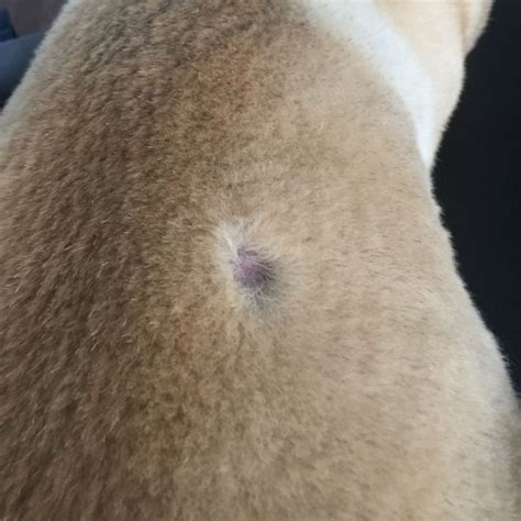狗狗背部皮膚有顆腫腫的東西