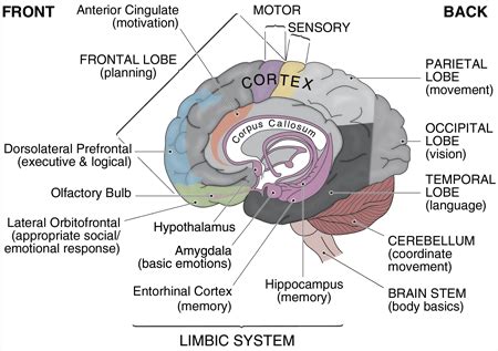 Memory Brain Diagram