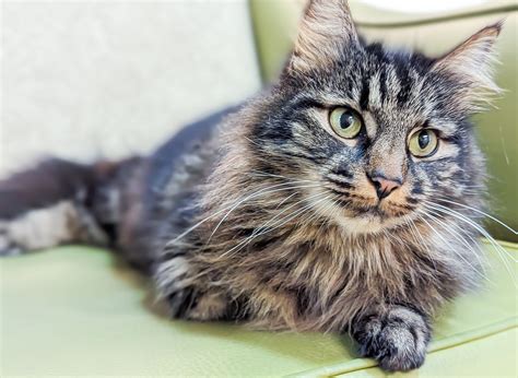 Twinkle The Cat Is A Little Star At Friends Of The Elderly Malvern
