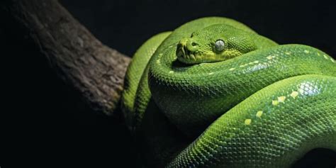 Getting Started With Python And Playwright Rdevto