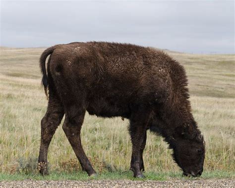 Roadside Assistance By Janelle Streed On Capture Dakota Bison Bull