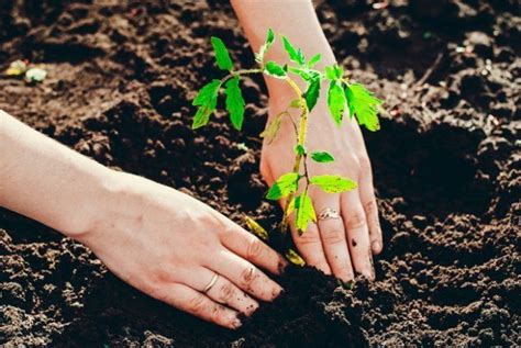 Як висадити розсаду у відкритий ґрунт і не допустити помилок