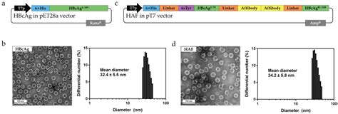 Structural And Functional Characterizations Of Cancer Targeting Nanoparticles Based On Hepatitis