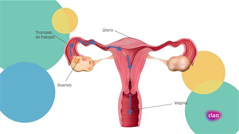 Aparato Reproductor Femenino Y Masculino Para Ni