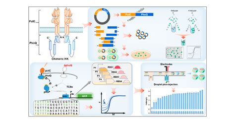 Engineering Chimeric Chemoreceptors And Two Component Systems For