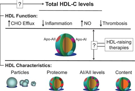 Management Of Low Levels Of High Density Lipoprotein Cholesterol