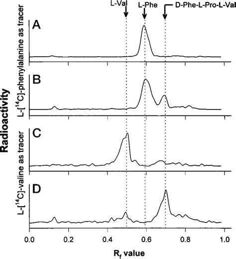 Tripeptide Labeled
