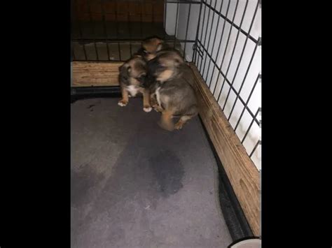 3 Cute Chug Puppies For Sale In Houston Puppies For Sale Near Me