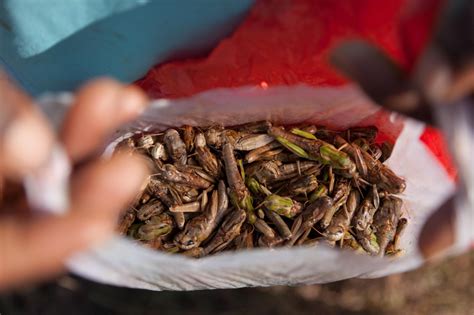 World Worms Up To Edible Insects Food For Afrika