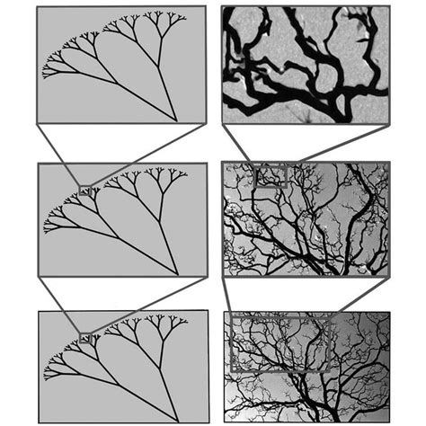 The Branch Patterns Of An Artificial Tree Repeat Exactly At Different