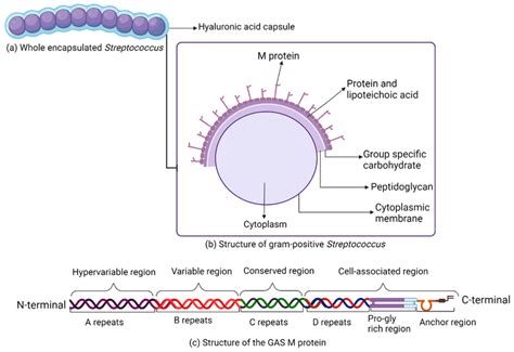 Streptococcus Pyogenes Morphology Pathogenesis Treatment Biology