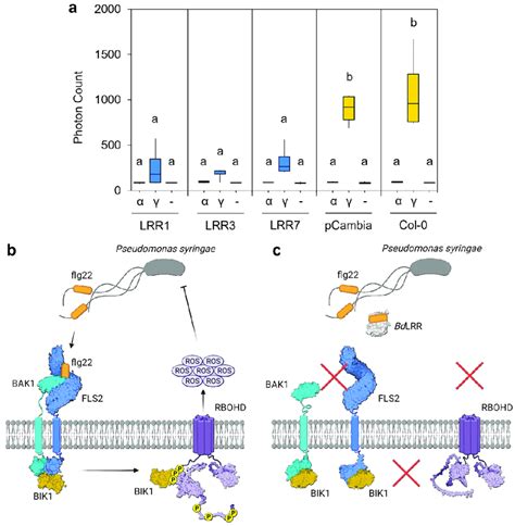 Interaction Of Brachpodium Leucine Rich Repeat Lrr Protein Sequences