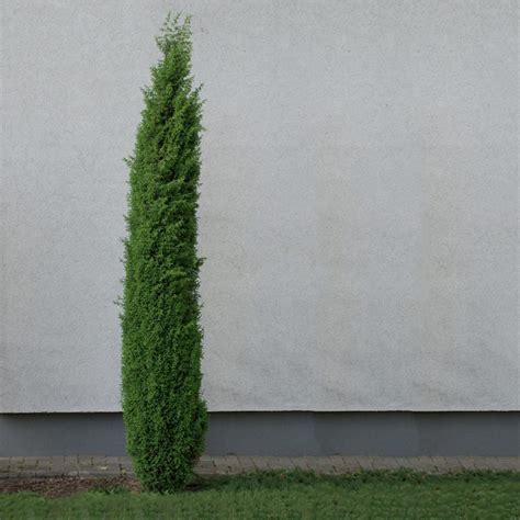 Juniperus communis Sentinel Ienupăr columnar de vânzare Copacei ro Pepiniera Zalău