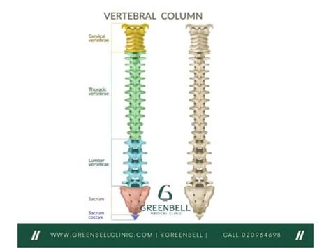 Thoracic Spine Function And Anatomy Key Roles Explained Greenbell Clinic