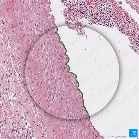 Simple Squamous Epithelium Main Function At Vernon Virgil Blog