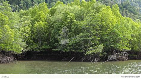 Mangrove Forest
