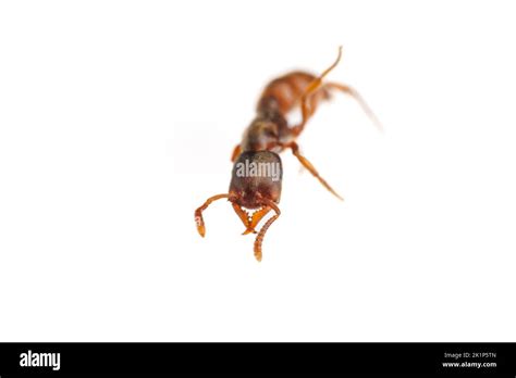 Dracula Ant Stigmatomma Pallipes Queen Isolated On White Background