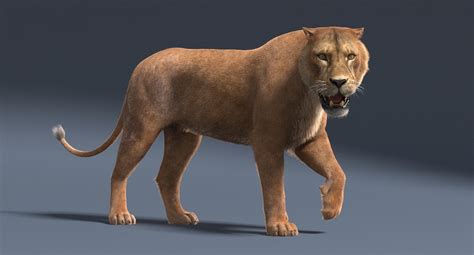 Lioness Rigged Fur — Missset