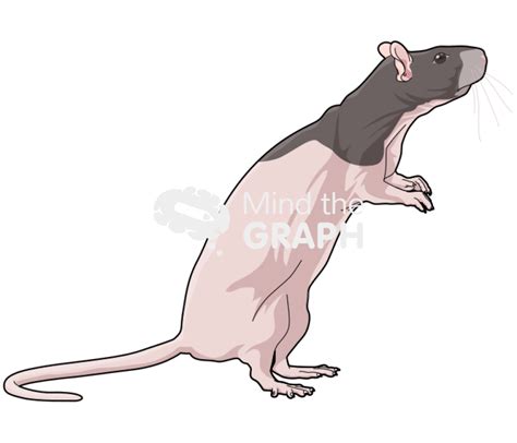 Rat Nude 3