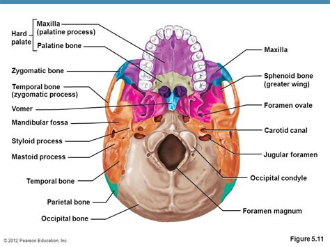 5 The Skeletal System Ppt Download