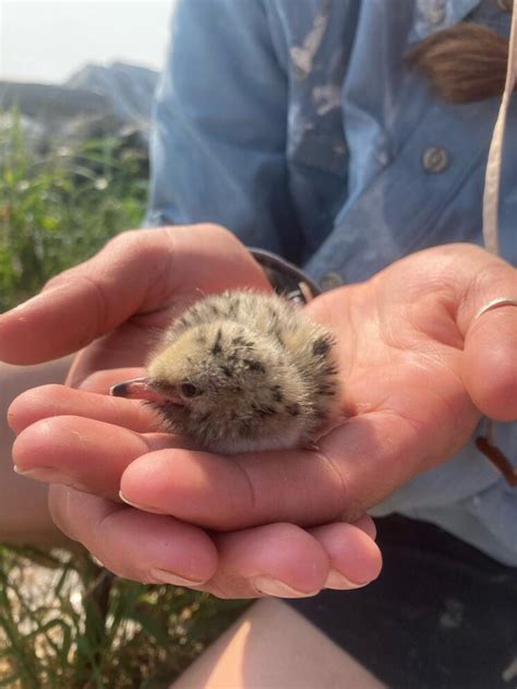 Seabird Island News Vol 4 16 June 2023 Audubon Seabird Institute