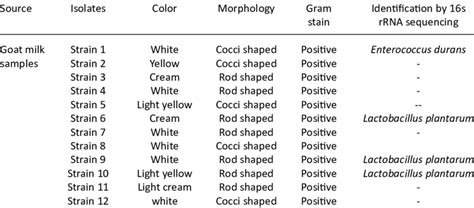 Microbiological Characteristics And Identification Of Bacterial Strains Download Scientific