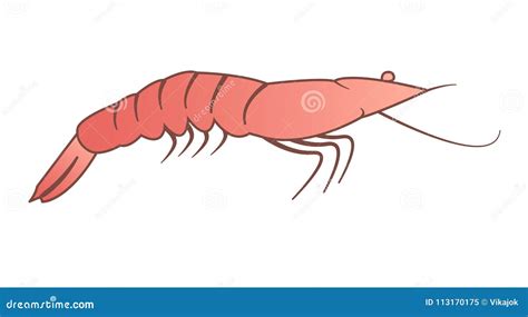 Simplified Vector Shrimp Illustration Stock Vector Illustration Of