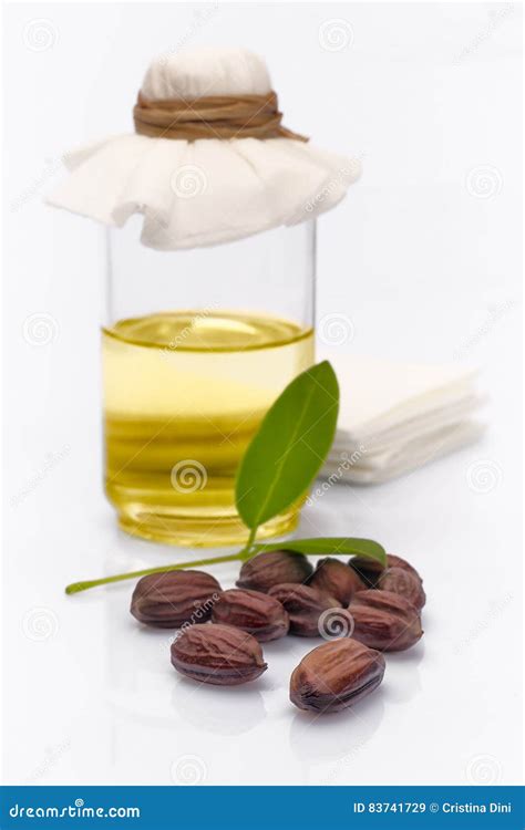 Jojoba Simmondsia Chinensis Leaves Seeds And Oil Stock Image Image