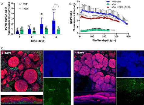 Mushroom Shaped Structures Formed In Acinetobacter Baumannii Biofilms