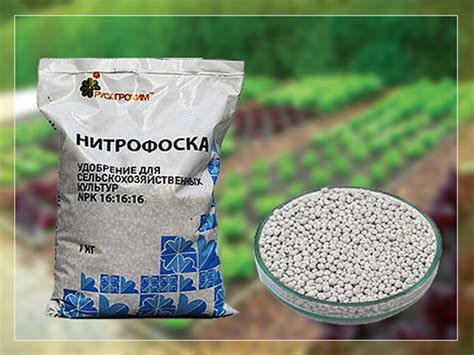 Нитрофоска: применение удобрения для помидор, огурцов, клубники в ...