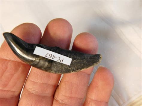 Dire Wolf Fossil K 9 Rare Fossil Fossils And Artifacts For Sale Paleo Enterprises