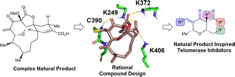 端粒酶的靶向共价抑制。acs Chemical Biology X Mol