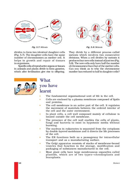 NCERT Book Class 9 Science Chapter 5 The Fundamental Unit Of Life
